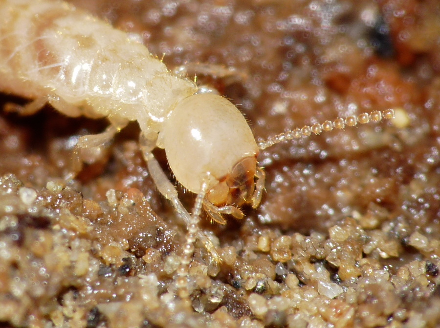 Termiti Reticulitermes lucifugus , Natura Mediterraneo | Forum ...