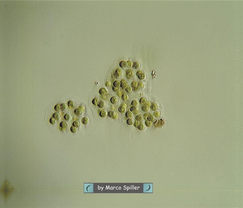 Alga verde coloniale , Natura Mediterraneo | Forum Naturalistico