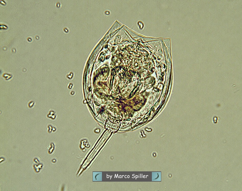 Lecane , Natura Mediterraneo | Forum Naturalistico