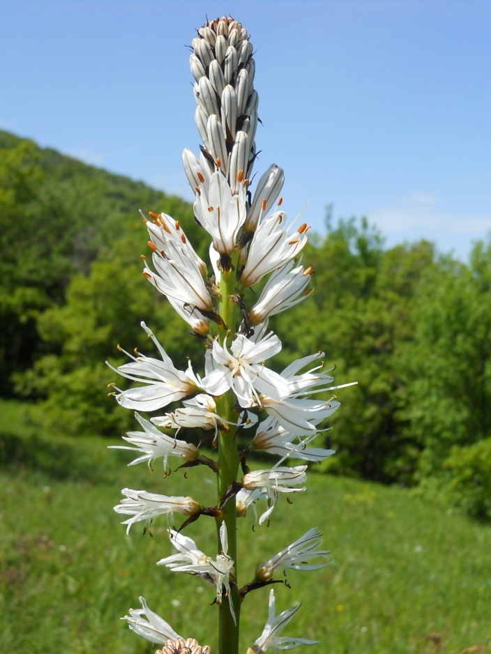 Asfodelo montano ? si, Asphodelus macrocarpus , Natura Mediterraneo ...