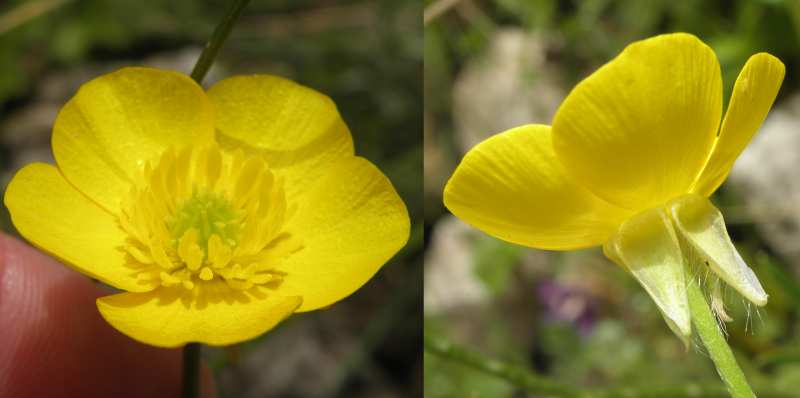 Ranunculus (Sicilia) : Ranunculus velutinus Ten. , Natura Mediterraneo ...