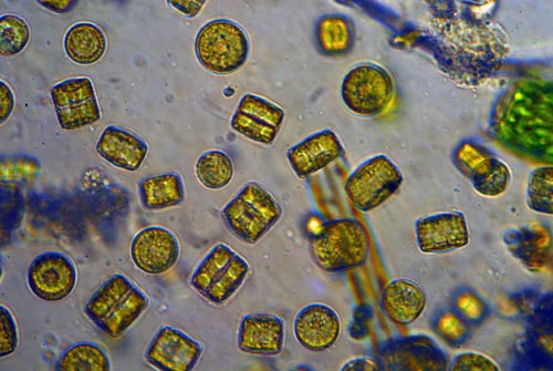 Diatome , Natura Mediterraneo | Forum Naturalistico