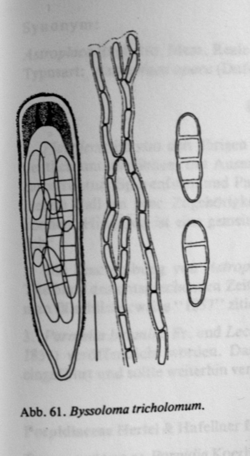 Liquen foliícola - Bacidia aff. polychroa , Natura Mediterraneo | Forum ...