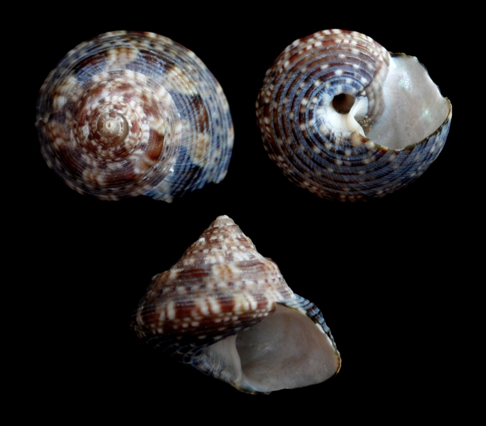 Gibbula albida? , Natura Mediterraneo | Forum Naturalistico