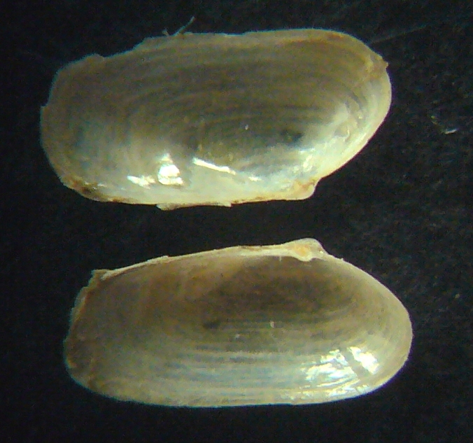 Sphenia binghami? , Natura Mediterraneo | Forum Naturalistico