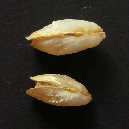 Sphenia , Natura Mediterraneo | Forum Naturalistico