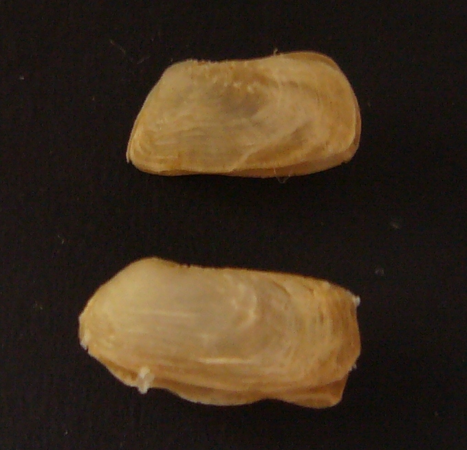 Sphenia , Natura Mediterraneo | Forum Naturalistico