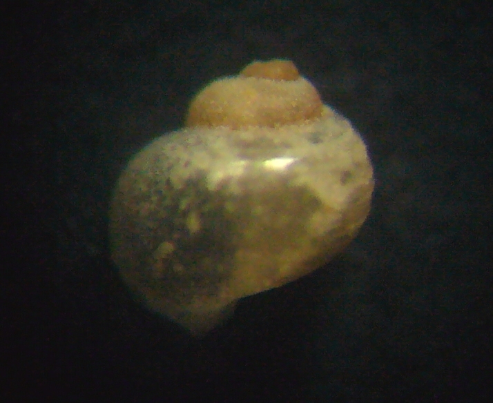 Piccolo gasteropode , Natura Mediterraneo | Forum Naturalistico