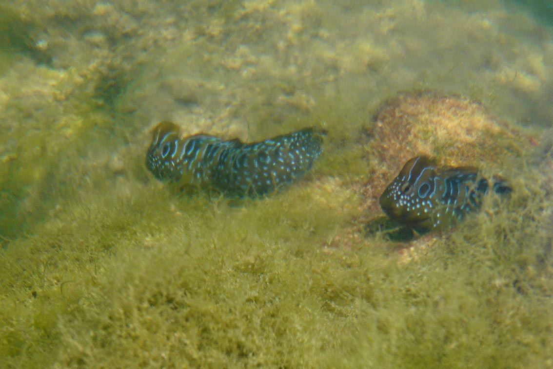 Bavosa pavone ("Blennius" pavo) , Natura Mediterraneo | Forum Naturalistico