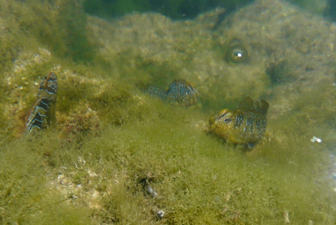 Bavosa pavone ("Blennius" pavo) , Natura Mediterraneo | Forum Naturalistico