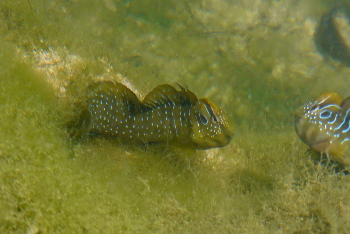 Bavosa pavone ("Blennius" pavo) , Natura Mediterraneo | Forum Naturalistico