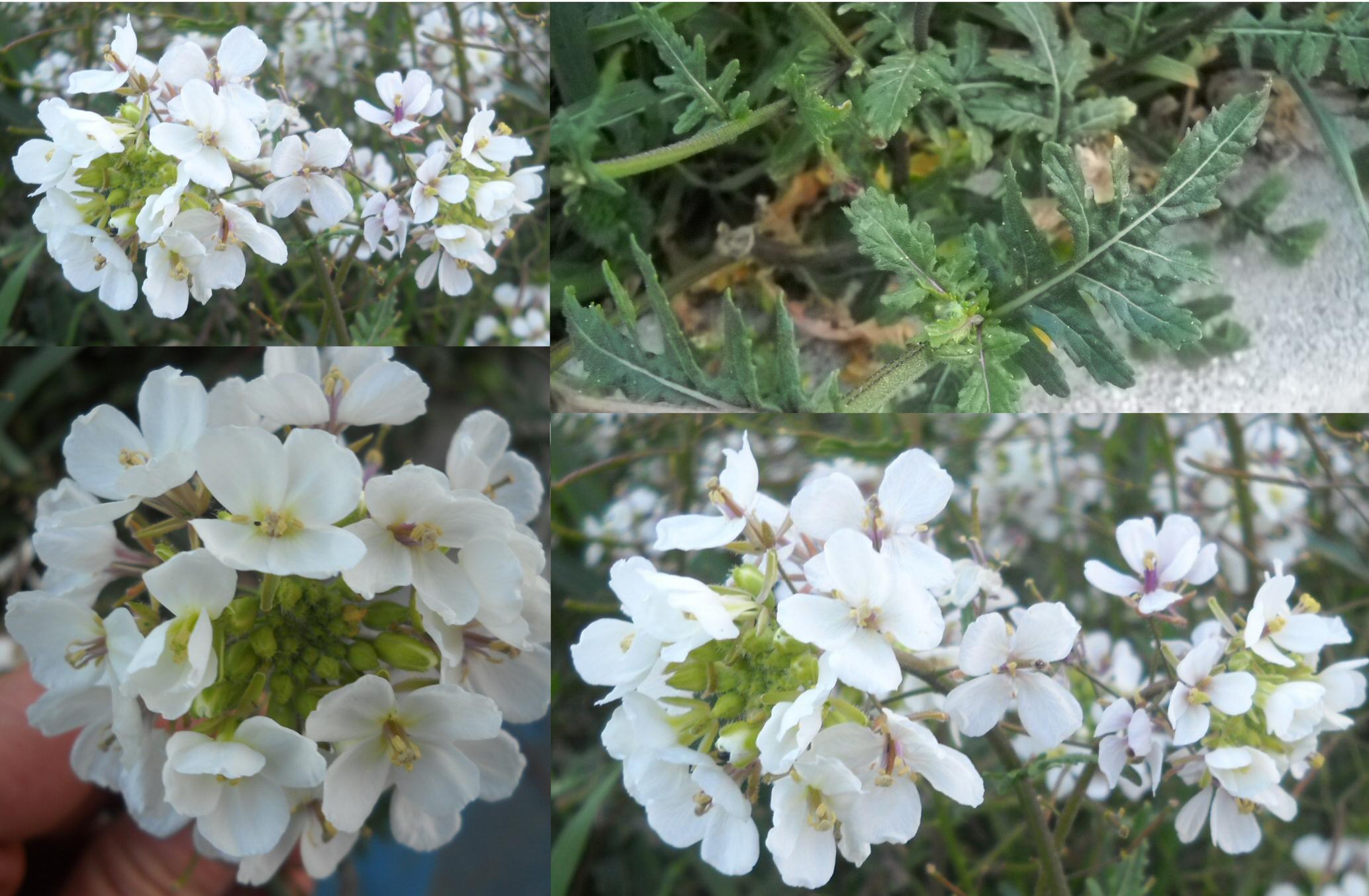 Diplotaxis erucoides , Natura Mediterraneo | Forum Naturalistico
