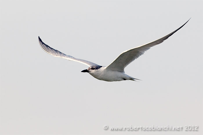 Sterna zampenere , Natura Mediterraneo | Forum Naturalistico