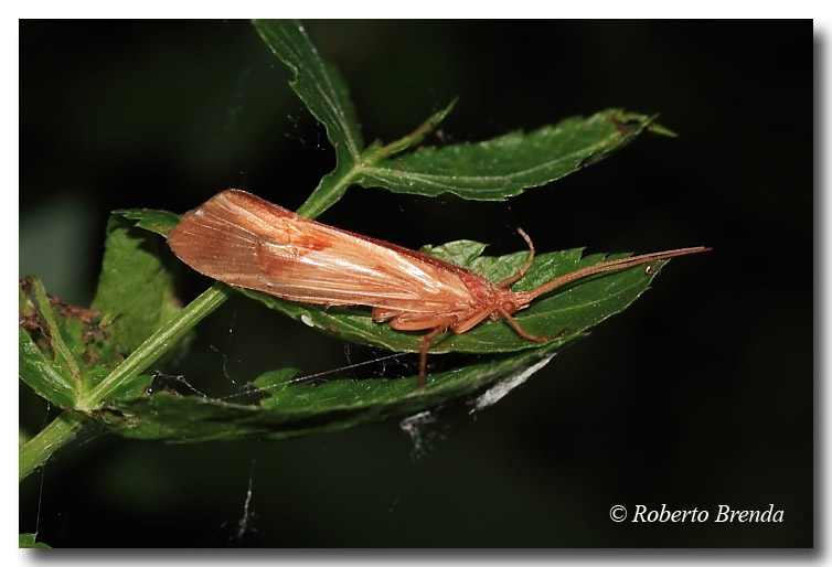 Breve passerella di tricotteri adulti , Natura Mediterraneo | Forum ...