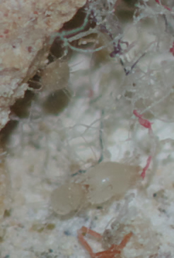 Acari Glycyphagidae , Natura Mediterraneo | Forum Naturalistico