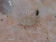 Acari Glycyphagidae , Natura Mediterraneo | Forum Naturalistico