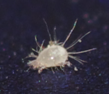 Acari Glycyphagidae , Natura Mediterraneo | Forum Naturalistico