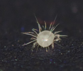 Acari Glycyphagidae , Natura Mediterraneo | Forum Naturalistico