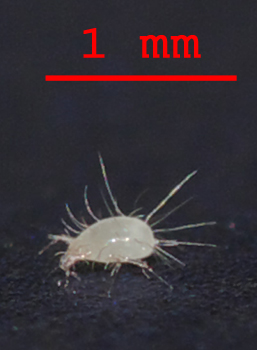 Acari Glycyphagidae , Natura Mediterraneo | Forum Naturalistico