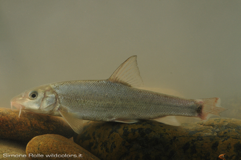 Barbus , Natura Mediterraneo | Forum Naturalistico