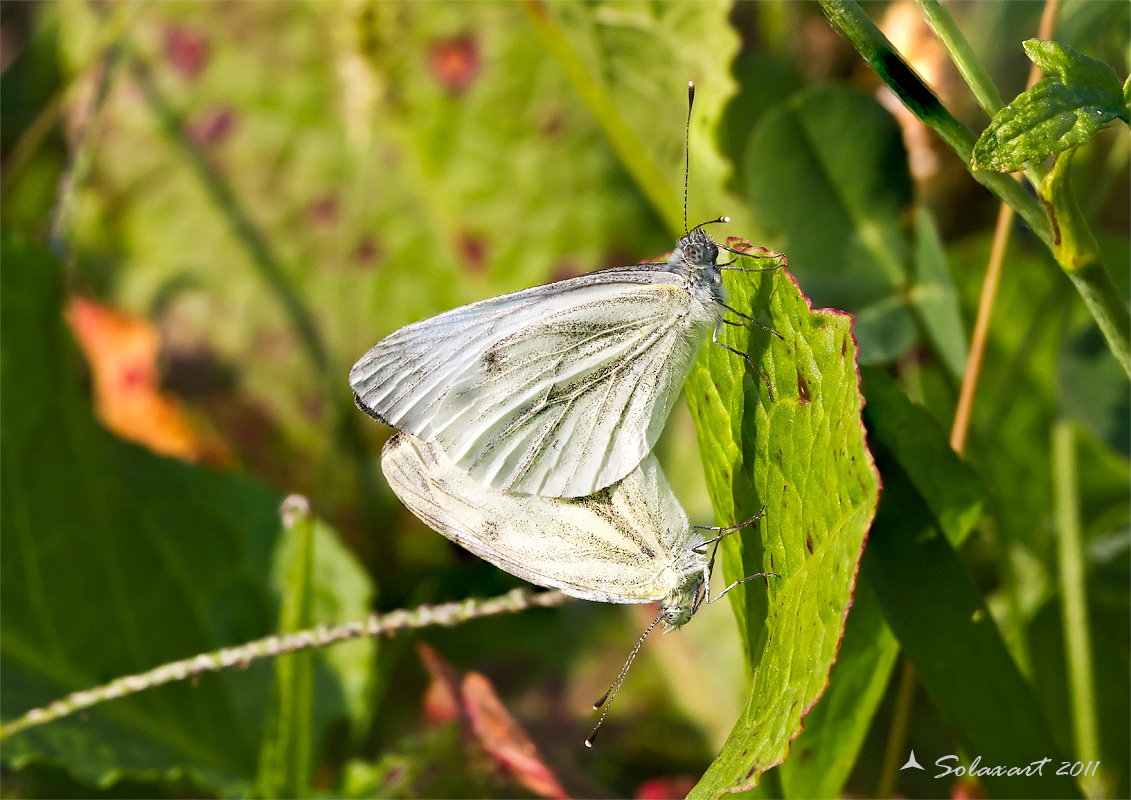 Pieridae - Pieris napi (?) , Natura Mediterraneo | Forum Naturalistico