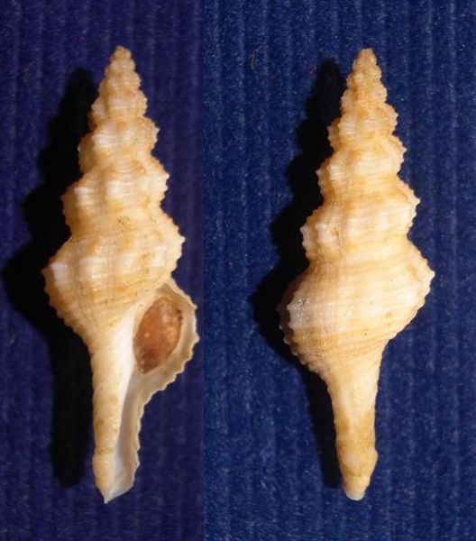 Fusinus spagnolo , Natura Mediterraneo | Forum Naturalistico