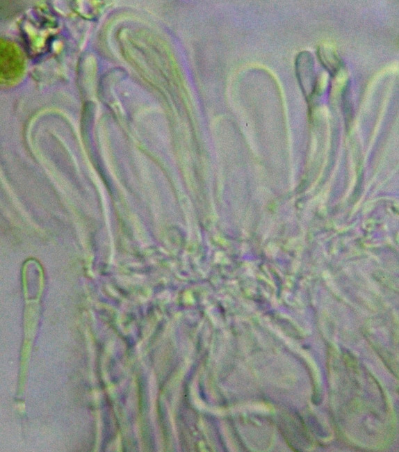 Liquen foliícola - Bacidia aff. polychroa , Natura Mediterraneo | Forum ...