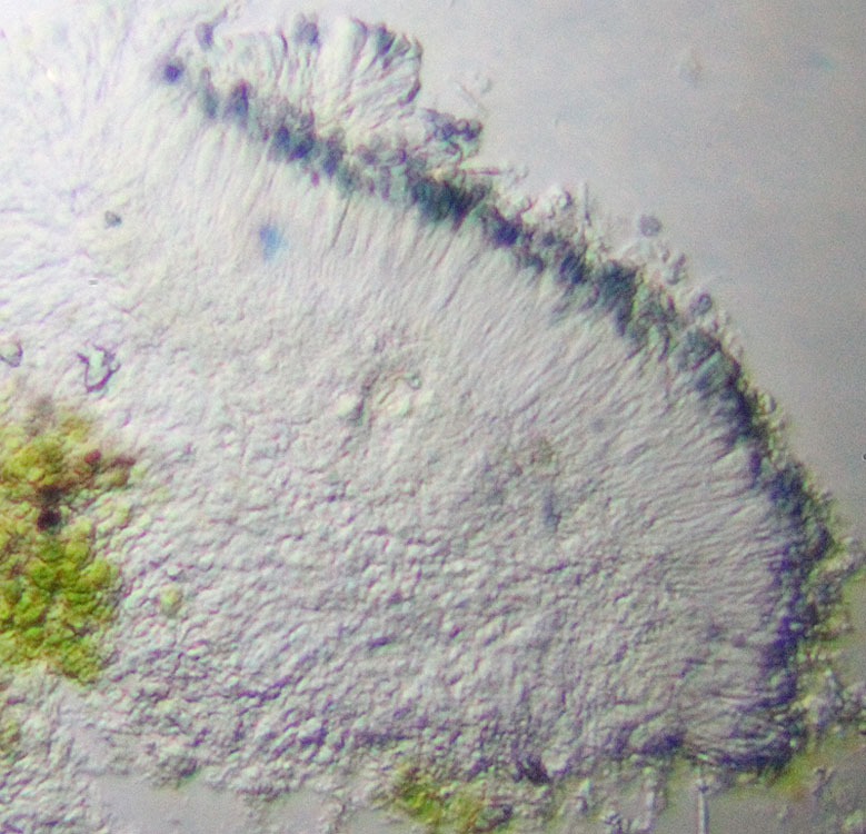 Liquen foliícola - Bacidia aff. polychroa , Natura Mediterraneo | Forum ...