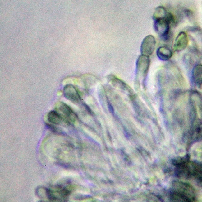 Liquen foliícola - Bacidia aff. polychroa , Natura Mediterraneo | Forum ...