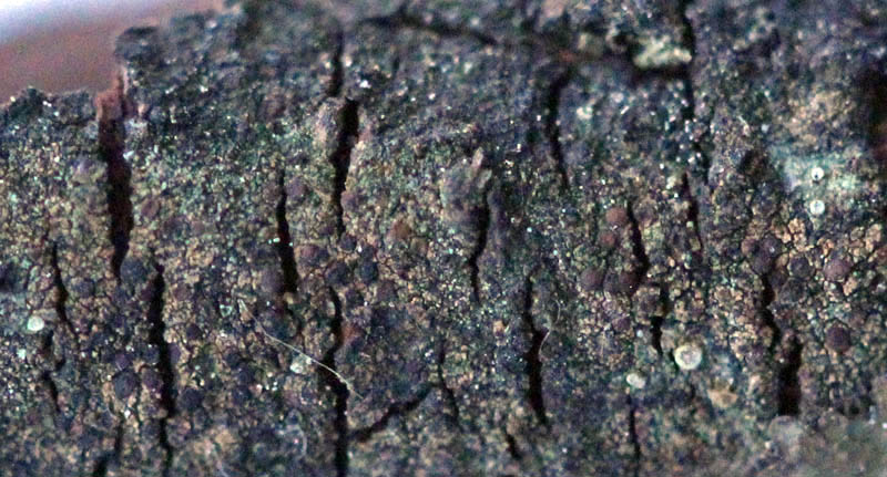 Lichen sp. sobre ritidoma de Cistus ladanifer , Natura Mediterraneo ...