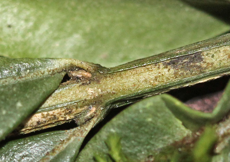 Liquen foliícola - Bacidia aff. polychroa , Natura Mediterraneo | Forum ...