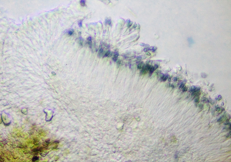 Liquen foliícola - Bacidia aff. polychroa , Natura Mediterraneo | Forum ...