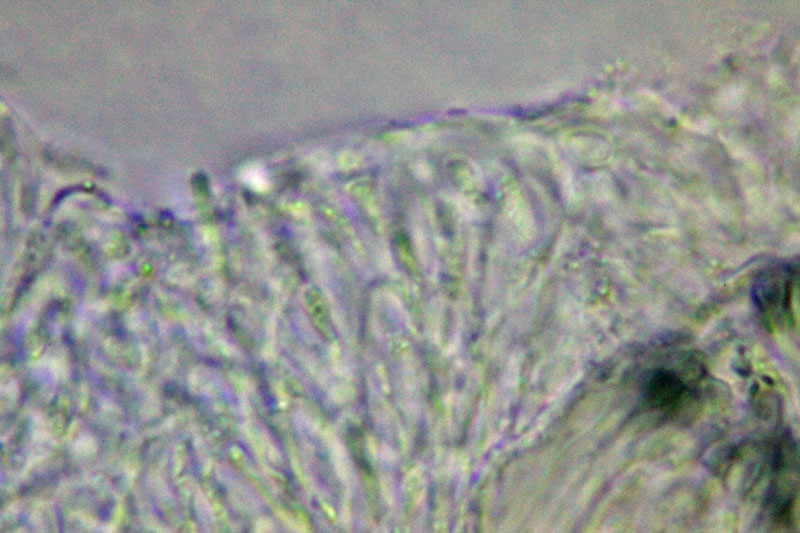 Liquen foliícola - Bacidia aff. polychroa , Natura Mediterraneo | Forum ...