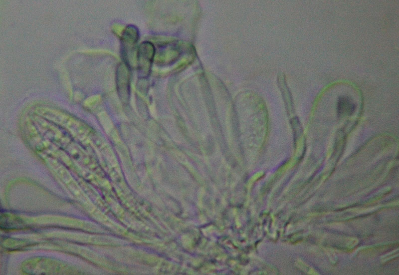 Liquen foliícola - Bacidia aff. polychroa , Natura Mediterraneo | Forum ...