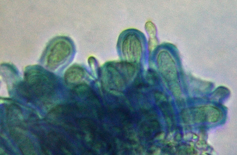 Liquen foliícola - Bacidia aff. polychroa , Natura Mediterraneo | Forum ...