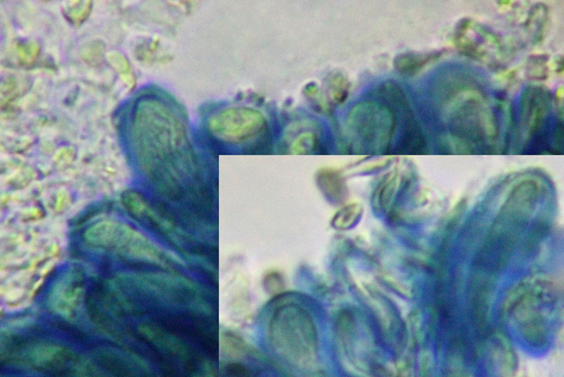 Liquen foliícola - Bacidia aff. polychroa , Natura Mediterraneo | Forum ...