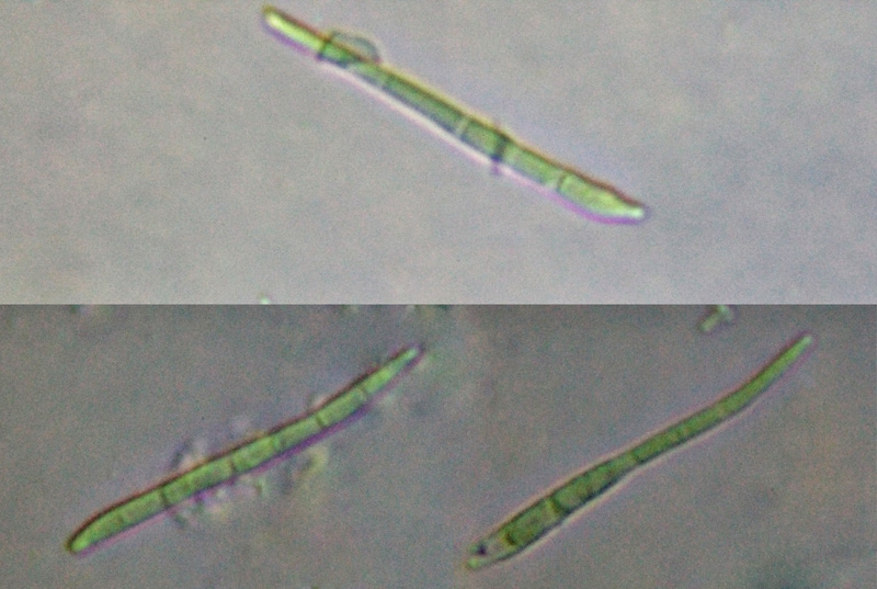 Liquen foliícola - Bacidia aff. polychroa , Natura Mediterraneo | Forum ...