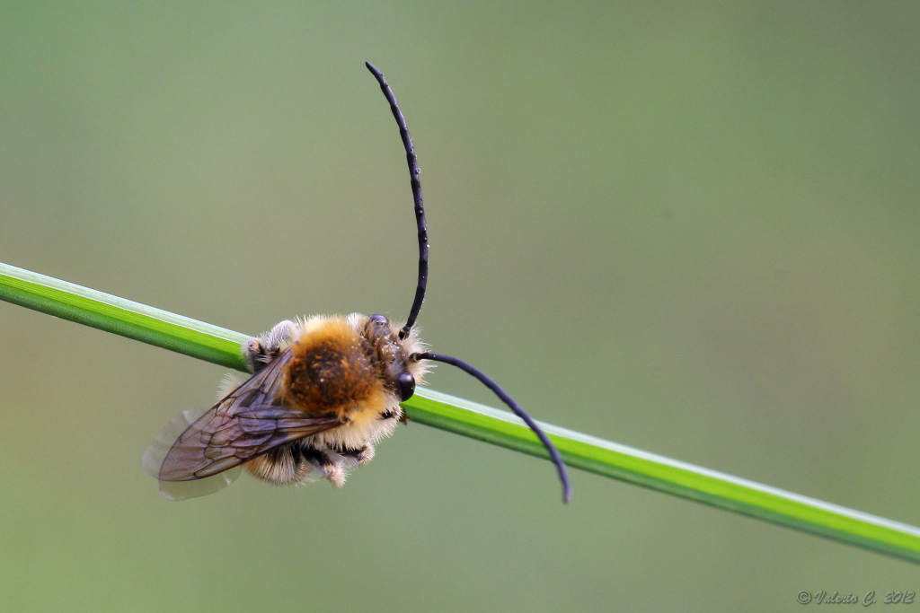 Eucera longicornis? Eucera sp. , Natura Mediterraneo | Forum Naturalistico