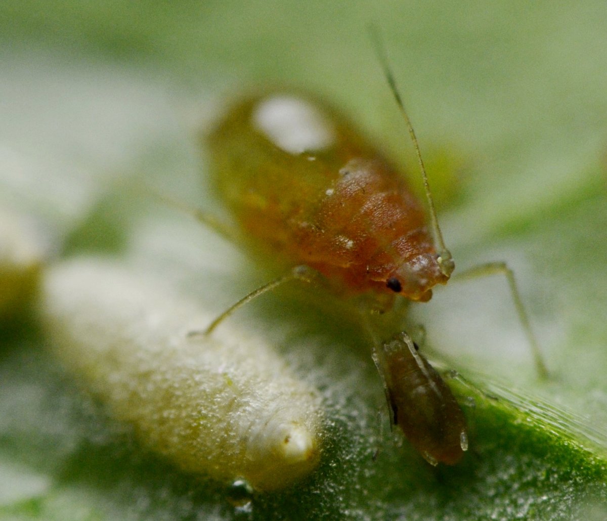 Afidi ( Macrosiphum rosae) e larve di dittero Agromyzidae , Natura ...