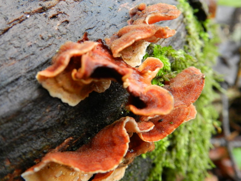 Stereum sp. (Stereum insignitum) , Natura Mediterraneo | Forum ...