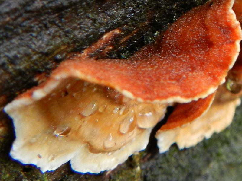 Stereum sp. (Stereum insignitum) , Natura Mediterraneo | Forum ...