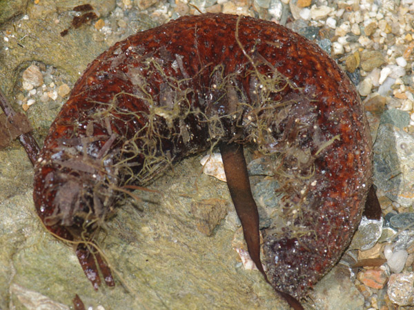 Holothuria poli , Natura Mediterraneo | Forum Naturalistico