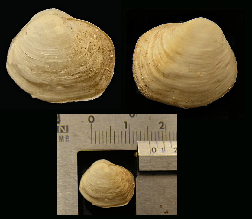 E' una thracia? , Natura Mediterraneo | Forum Naturalistico