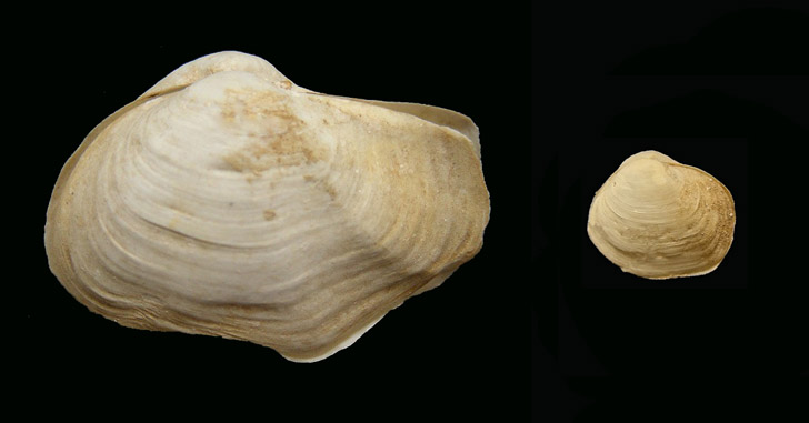 E' una thracia? , Natura Mediterraneo | Forum Naturalistico