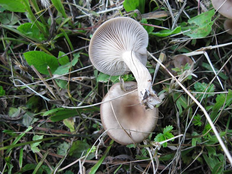 Clitocybe phaeophtalma ? (Clitocybe sp.) , Natura Mediterraneo | Forum ...