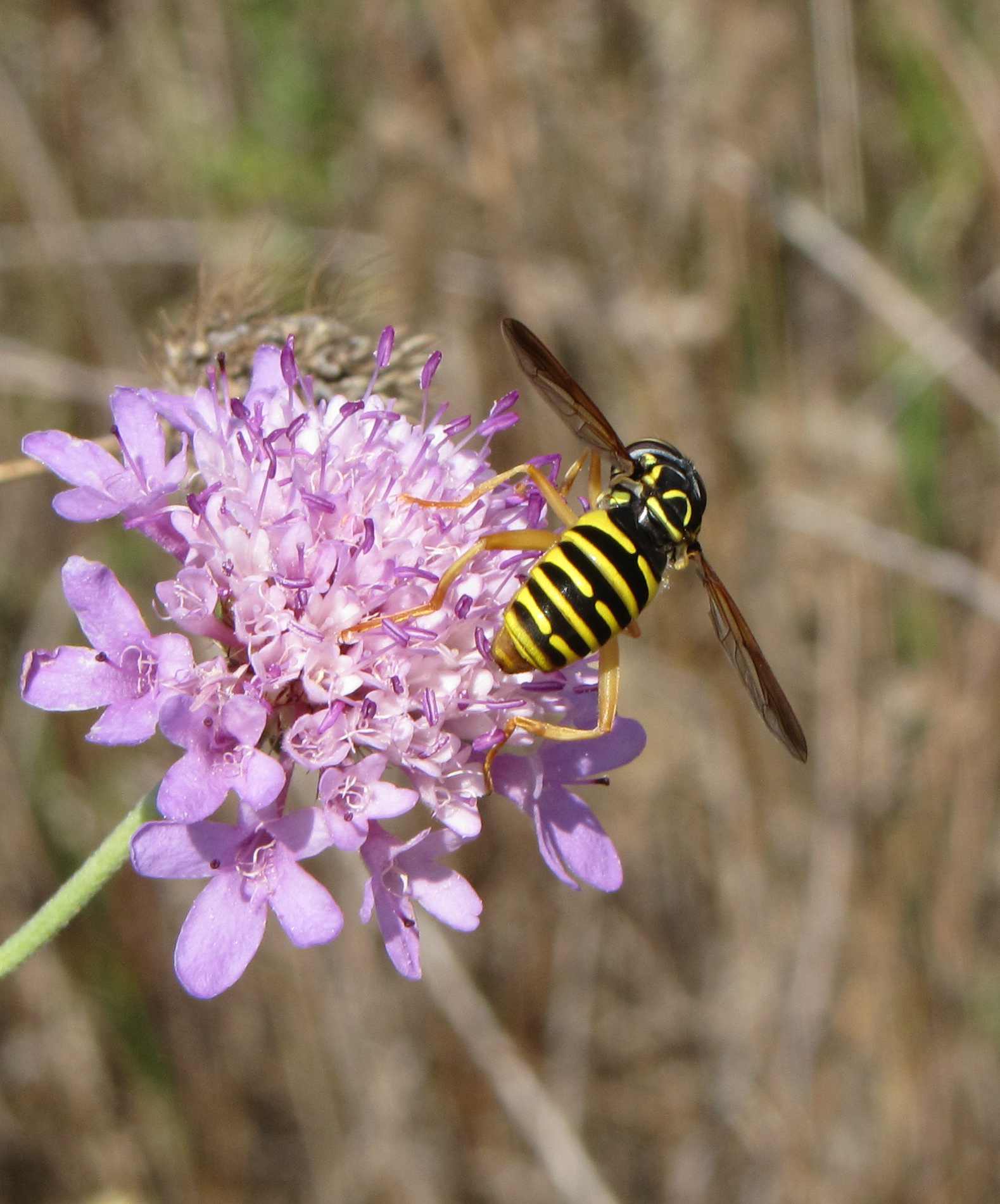 Spilomyia saltuum ♀ (Syrphidae) , Natura Mediterraneo | Forum Naturalistico