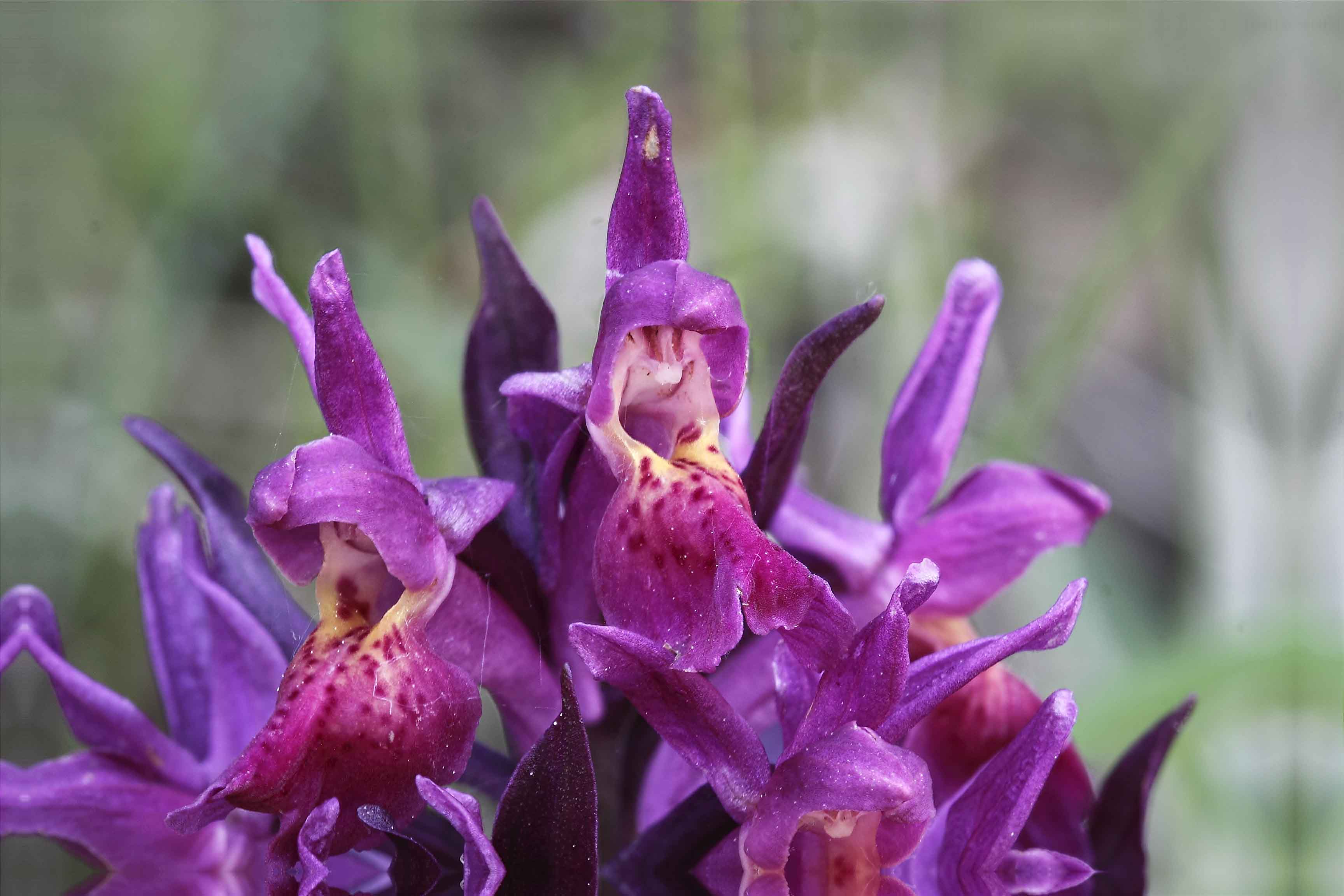 Orchis .. , Natura Mediterraneo | Forum Naturalistico