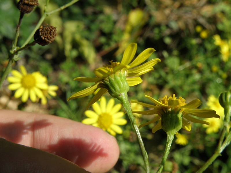 Jacobaea aquatica (= Senecio aquaticus) /Senecione dei fossi , Natura ...