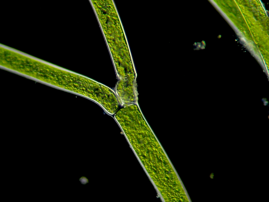 Cladophora glomerata , Natura Mediterraneo | Forum Naturalistico