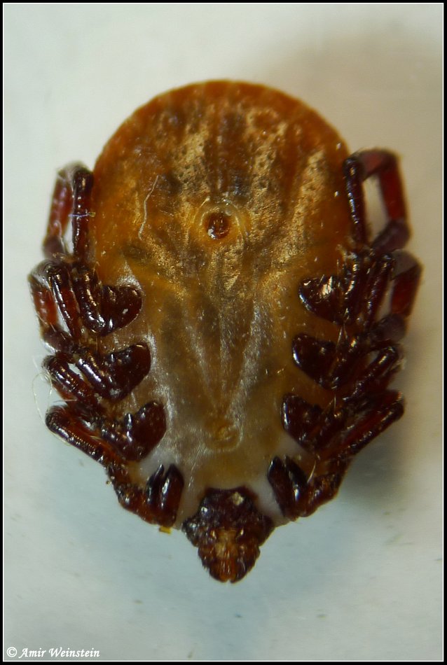 Ixodidae: Rhipicephalus annulatus ? No, Rhipicephalus sp. , Natura ...